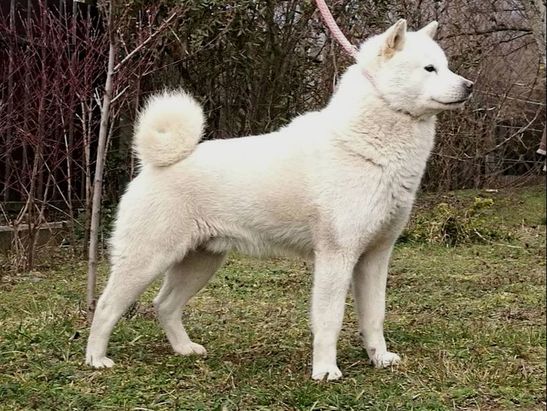 Hokkaido Standards – Hokkaido Association of North America