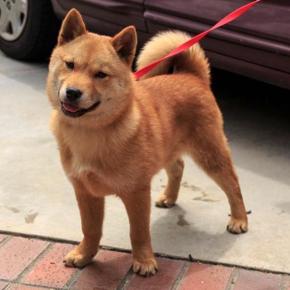 Hokkaido Association of North America